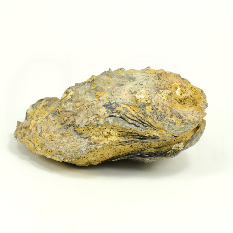 Comprar Ostrea Fósil | Geotierra.es