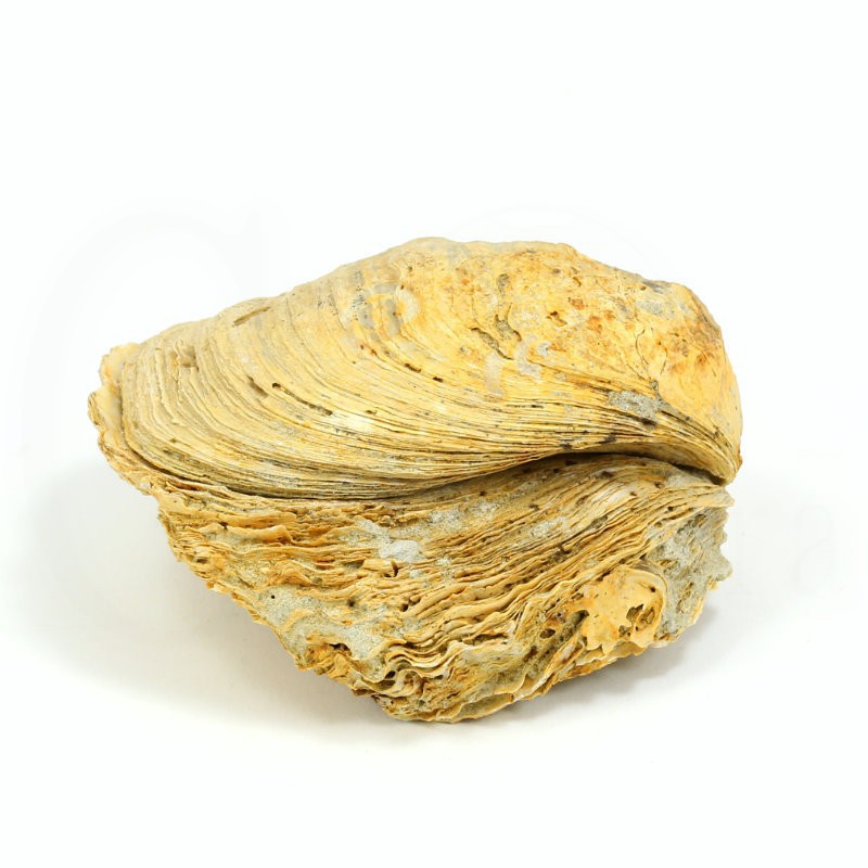 Comprar Ostrea Fósil | Geotierra.es