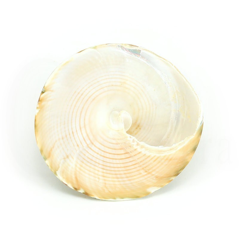 Comprar Concha de Mar Natural Tectus Pyramis | Geotierra.es