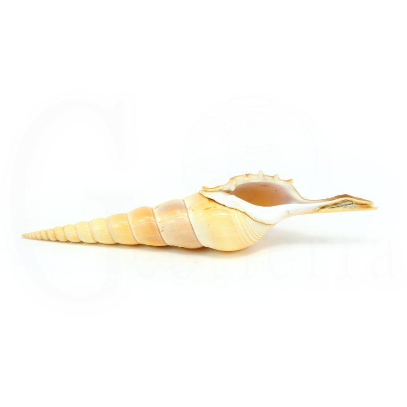 Comprar Concha de Mar Natural Tibia Fusus | Geotierra.es